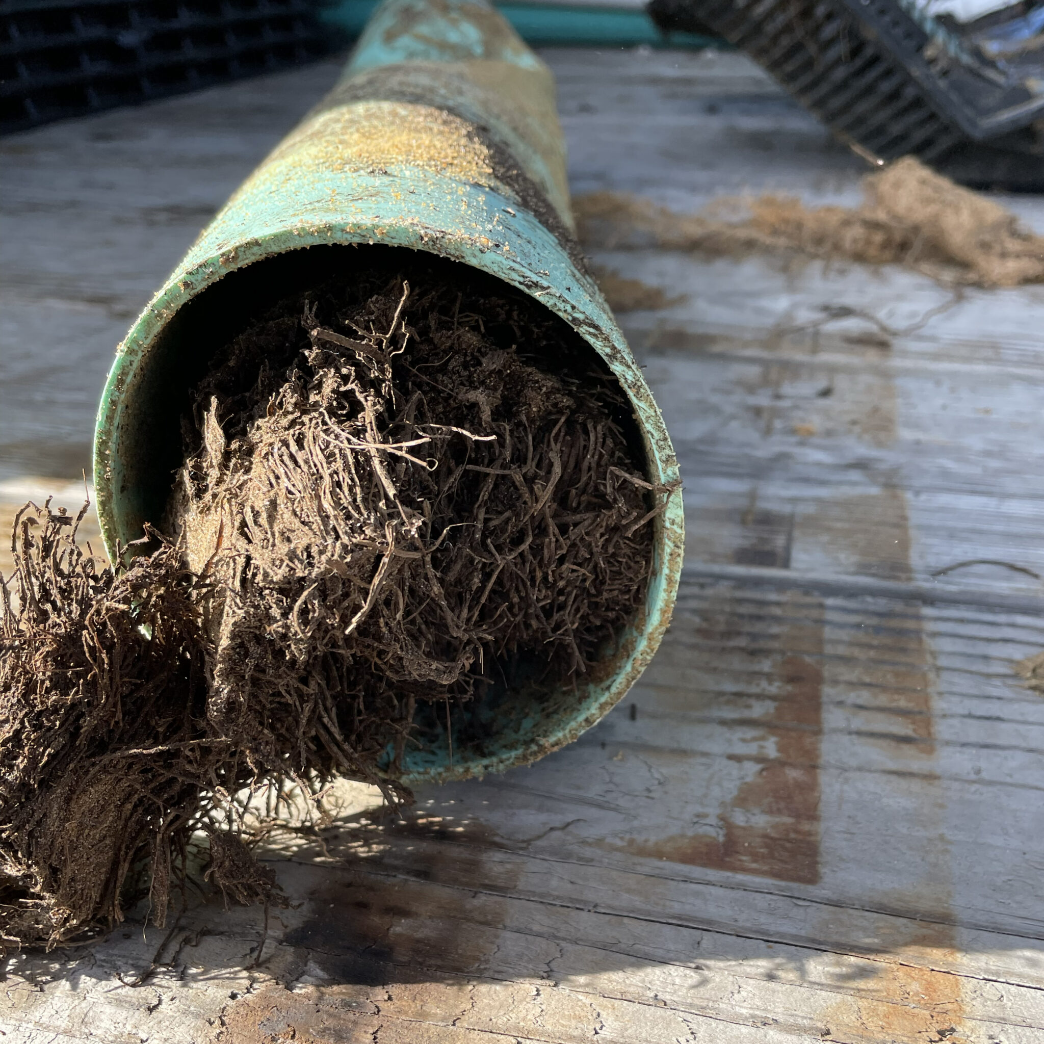 Tree Roots & Septic Systems | Prevent Septic Damage